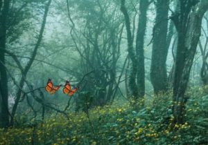 How to use Smart Objects in Photoshop, the ultimate guide - PhotoshopCAFE