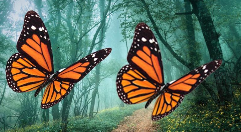 How To Use Smart Objects In Photoshop The Ultimate Guide Photoshopcafe