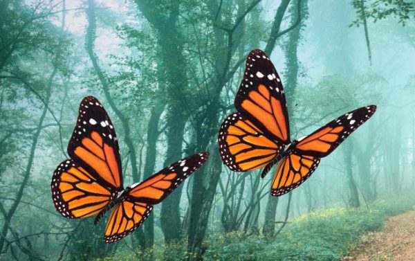 How to use Smart Objects in Photoshop, the ultimate guide - PhotoshopCAFE