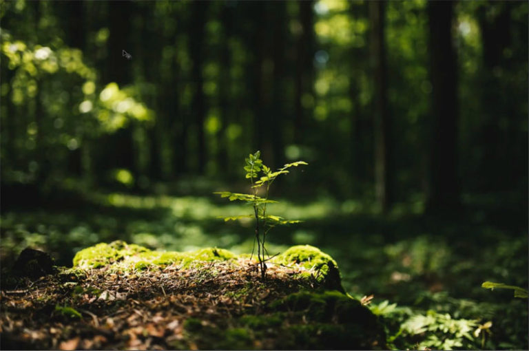 How to Create a realistic beam of sunlight in Photoshop - PhotoshopCAFE