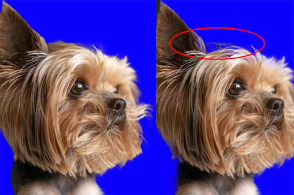 How to get better fur + hair cut outs in Photoshop by making a small ...