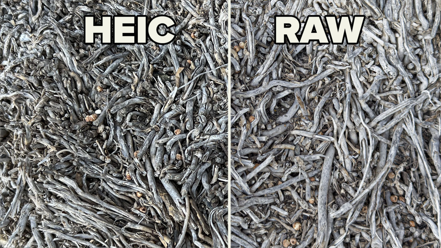 IPhone 14 Pro Camera Review Pro Raw Is Worth It PhotoshopCAFE iphone-14-pro-camera-review-pro-raw-is-worth-it-photoshopcafe