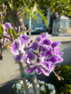 Photographer reviews iPhone 15 Pro MAX camera - PhotoshopCAFE
