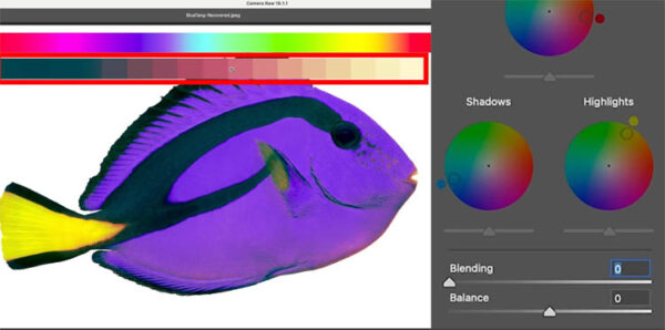Ultimate Guide to ACR Lightroom Color Grading Tool - PhotoshopCAFE